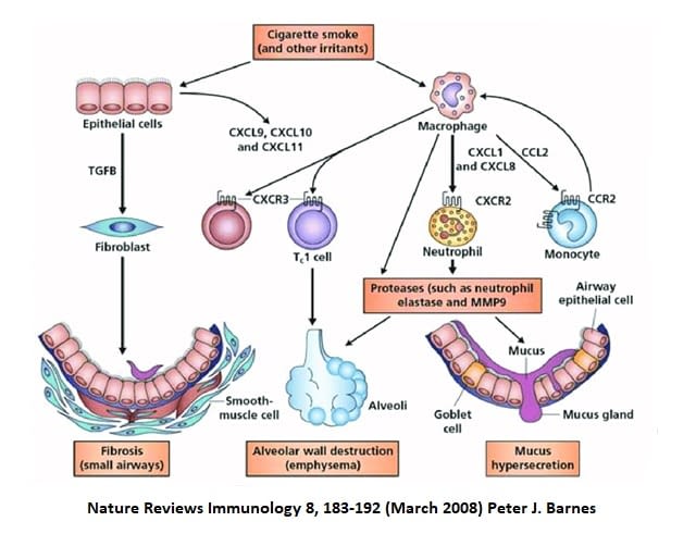 Respiratory - Therapeutic area - Cellomatics Biosciences