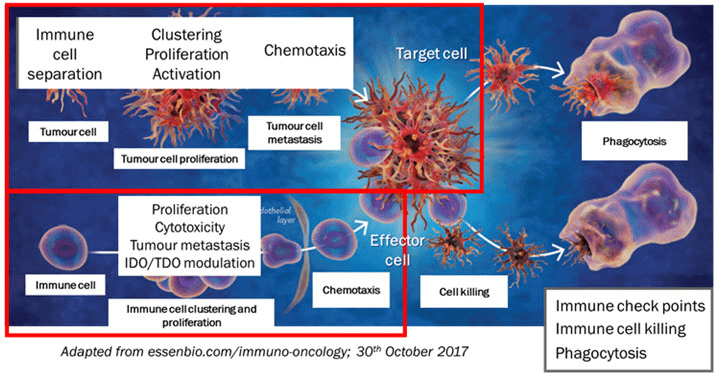 Immunotherapy (immuno-oncology) - Cellomatics Biosciences