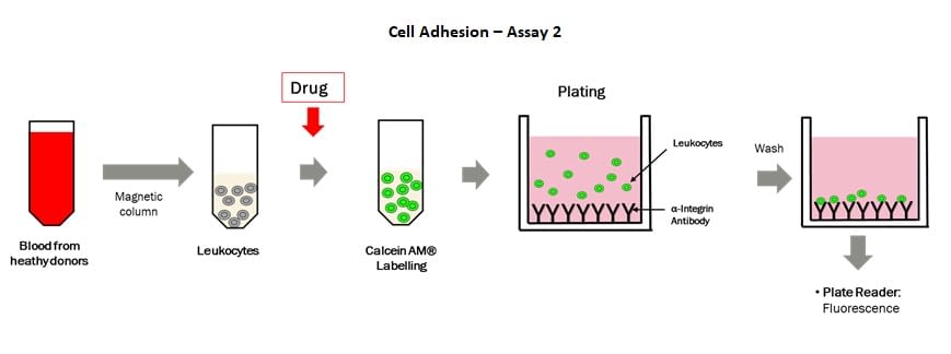Oncology - Therapeutic area - Cellomatics Biosciences